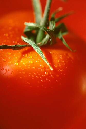 'Tomato Lady' Aggie Nehmzow to talk at Gurnee library