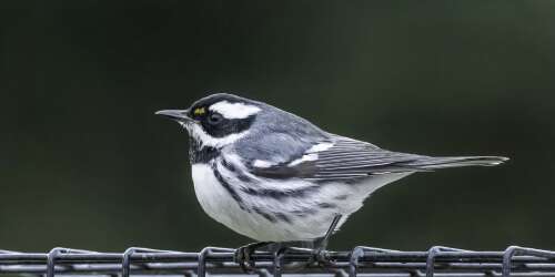 Birding by the numbers: Keeping lists is what many watchers do, and ...