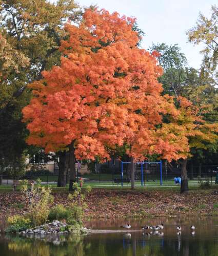 After a tough year, trees recover from drought in time to display fall ...