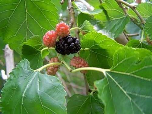 Tough mulberry tree yields sweet berries, sticky sap