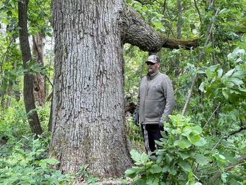 Geneva residents continue push to save 300-year-old oak trees in ...