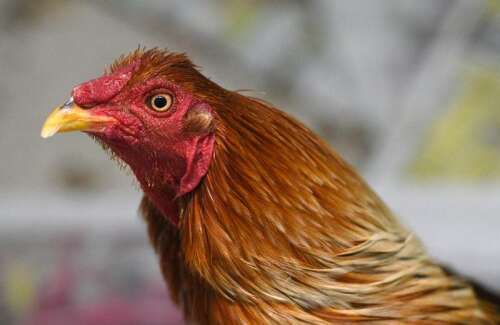 Looking for a place to roost: DuPage County Animal Services needs homes ...