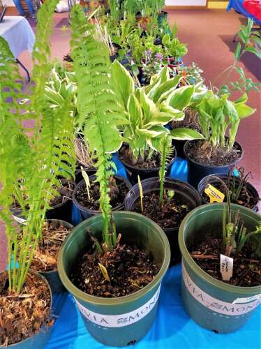 Every blooming thing: It's plant sale time in DuPage County and the Fox ...