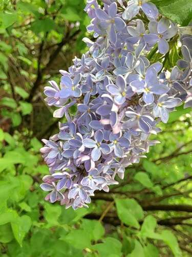 Lilac of the week: President Lincoln