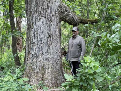 'The trees are gone': Activists lose fight to save old oaks near Geneva