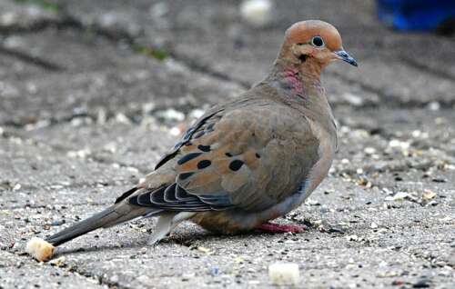 what is the difference between male and female mourning doves