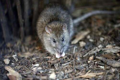 Rats! Paris fights back against rodent infestation