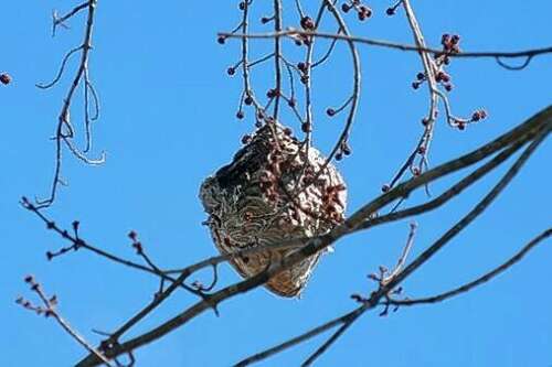 Wasps become a little more noticeable in the fall
