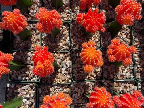 Bring the desert’s warmth indoors this winter with big, bold succulents