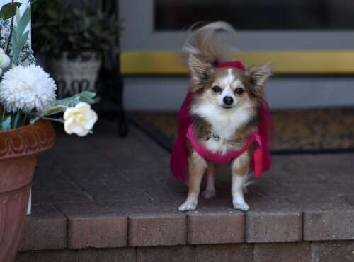 Frannie the dog, postman Dan mark third anniversary in Hollywood style
