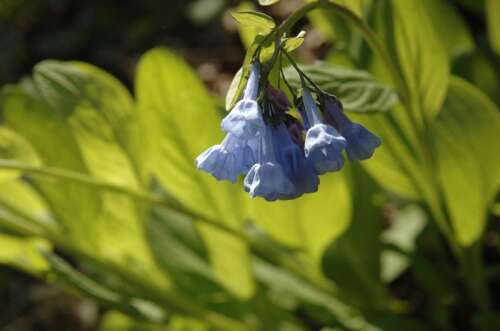 Home & garden calendar, April 21-May 2