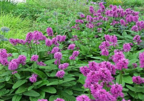 'Hummelo' is named Perennial Plant of the Year