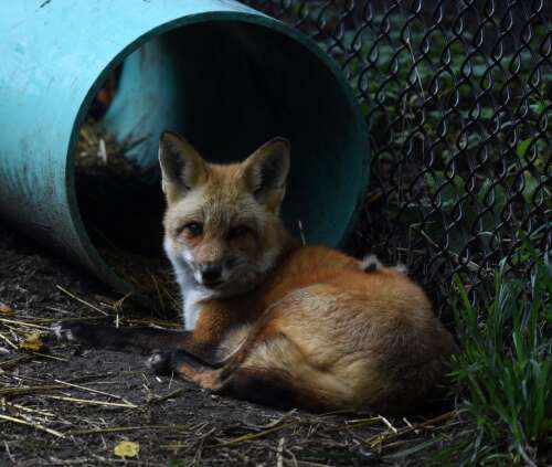 Cosley Zoo marks 50 years