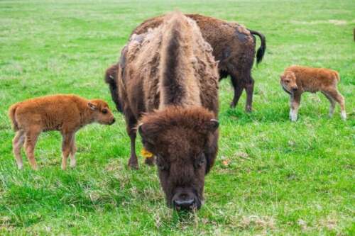 newborn bison size