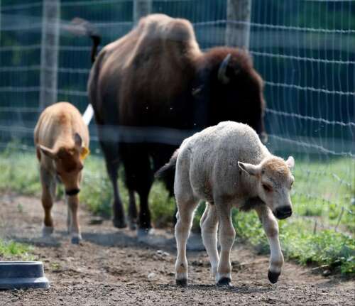 Native Americans to celebrate white bison