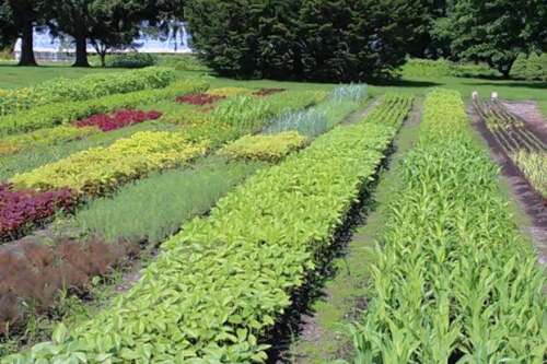 Attend MCC's Midwest Cut Flower School
