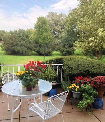 Finding comfort in the life cycle of my backyard trees