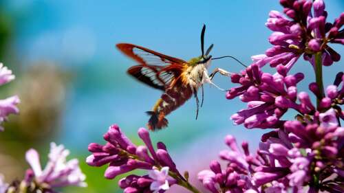 Meet the sphinx moth: Nature’s daytime moths mimic hummingbirds and bees