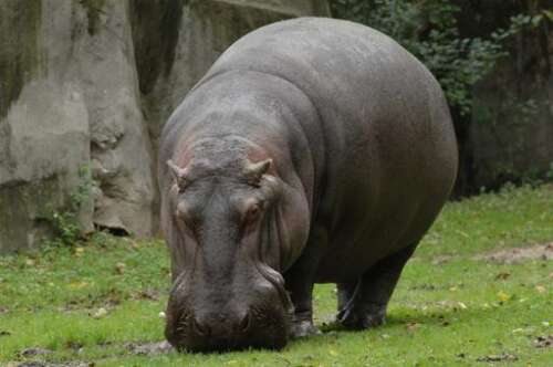 Brookfield Zoo staff says farewell to 52-year-old hippo