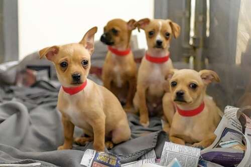 Anderson Animal Shelter joins in 'Home for the Holidays' adoption campaign