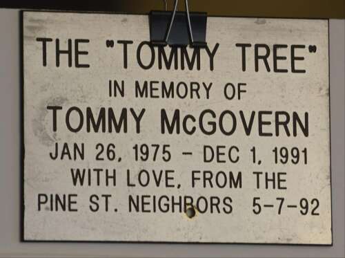 'Tommy Tree' a symbol of togetherness for Mt. Prospect neighborhood