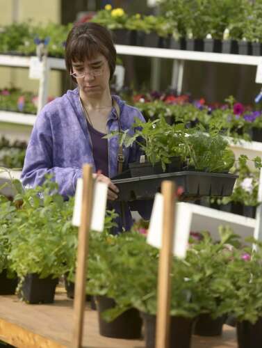 Food sales continue on Sunday at Dundee farmers market