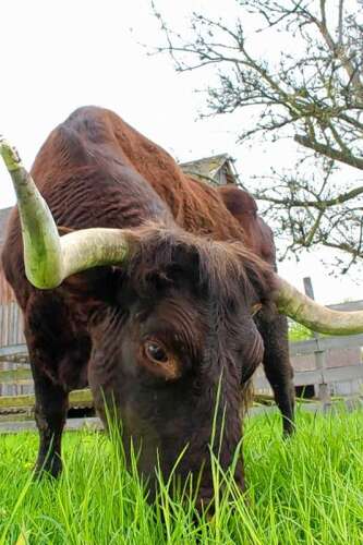 See rare farm animals at annual show in Campton Hills