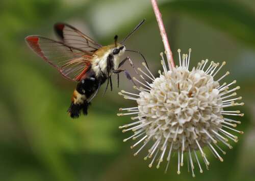 Meet the sphinx moth: Nature’s daytime moths mimic hummingbirds and bees