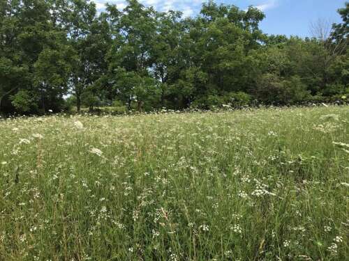 Why native plants are better for your backyard - and the prairie