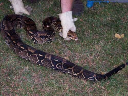 Snakes in suburbs have officials hopping