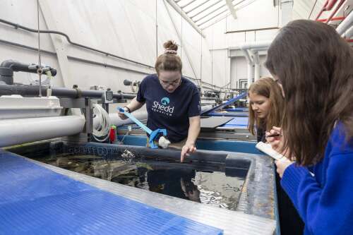 Students’ collaboration with Shedd Aquarium aids conch conservation efforts