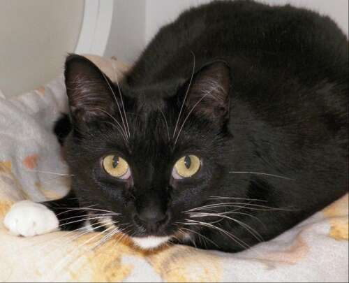 Your ‘psycho cat’ may be suffering from rare disorder