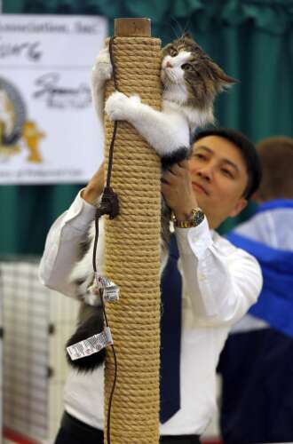 Cat show returns this weekend at DuPage fairgrounds