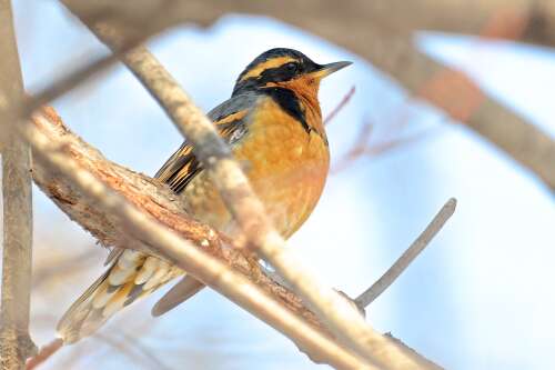 Birding by the numbers: Keeping lists is what many watchers do, and ...