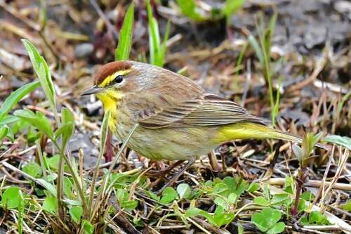 Warblers find their niche by controlling insects