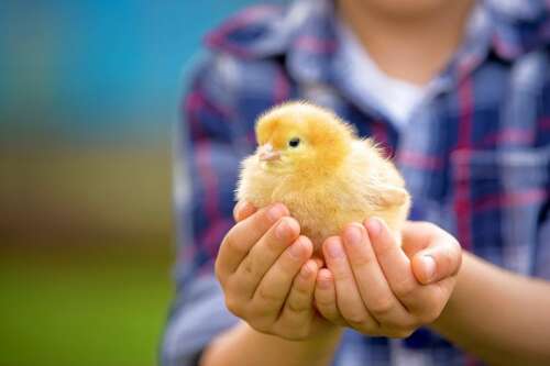 How a pet chicken helped me understand my autistic son