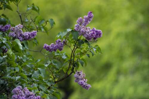 Spring pruning tips: When and how to shape your garden shrubs