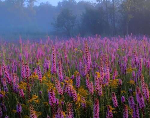 Forest Preserves of Cook County opens photo contest