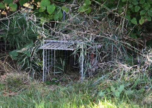 Trapper hired to thin the skunk population in Vernon Hills