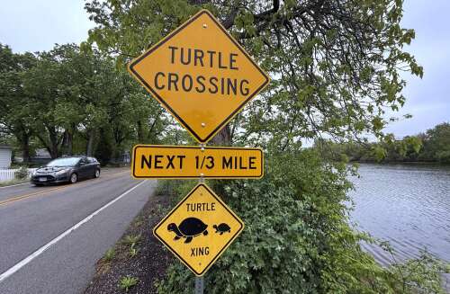 ‘Anything to raise awareness’: Drivers asked to watch for turtles crossing roads