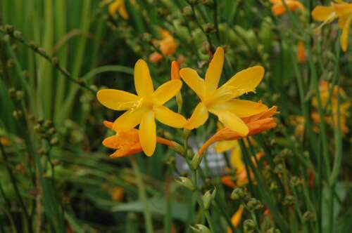 Start summer-blooming bulbs indoors now