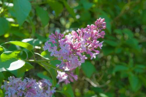 Prune back lilacs after a spring bloom