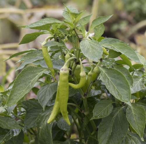 Feeding Glenview: Wagner Farm's leftover produce a bonus for Northfield ...