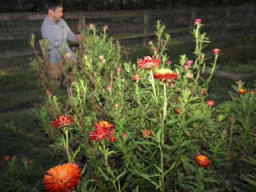 Barrington Hills couple faces uphill battle to keep flower farm open to ...
