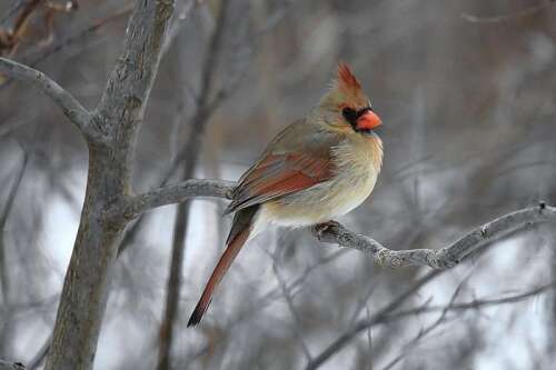 Northern cardinal was named Illinois' state bird in 1929
