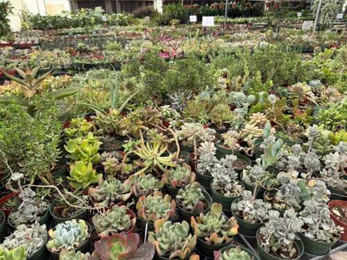 Bring the desert’s warmth indoors this winter with big, bold succulents