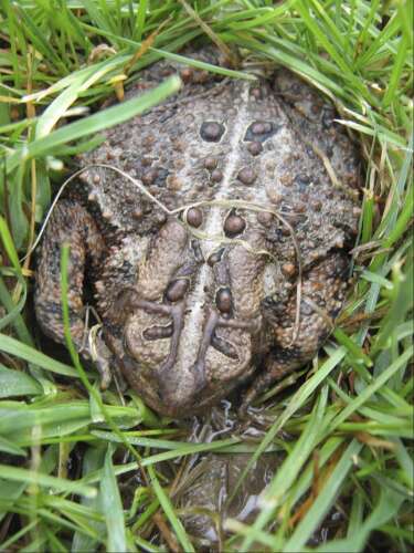 Toads can help get a jump on garden bugs