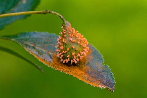 Spring infections often lead to summer, fall leaf damage