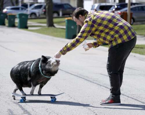 Meet Norbert, the skateboard-riding pig who really may have trained his ...
