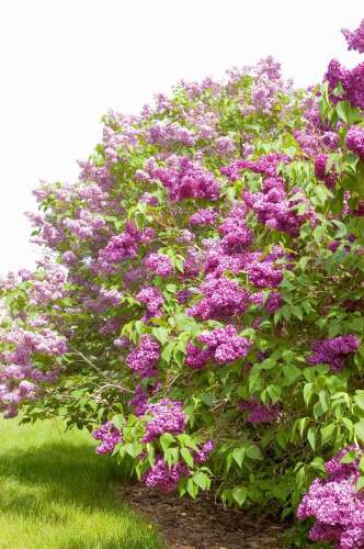 Lilac of the week
